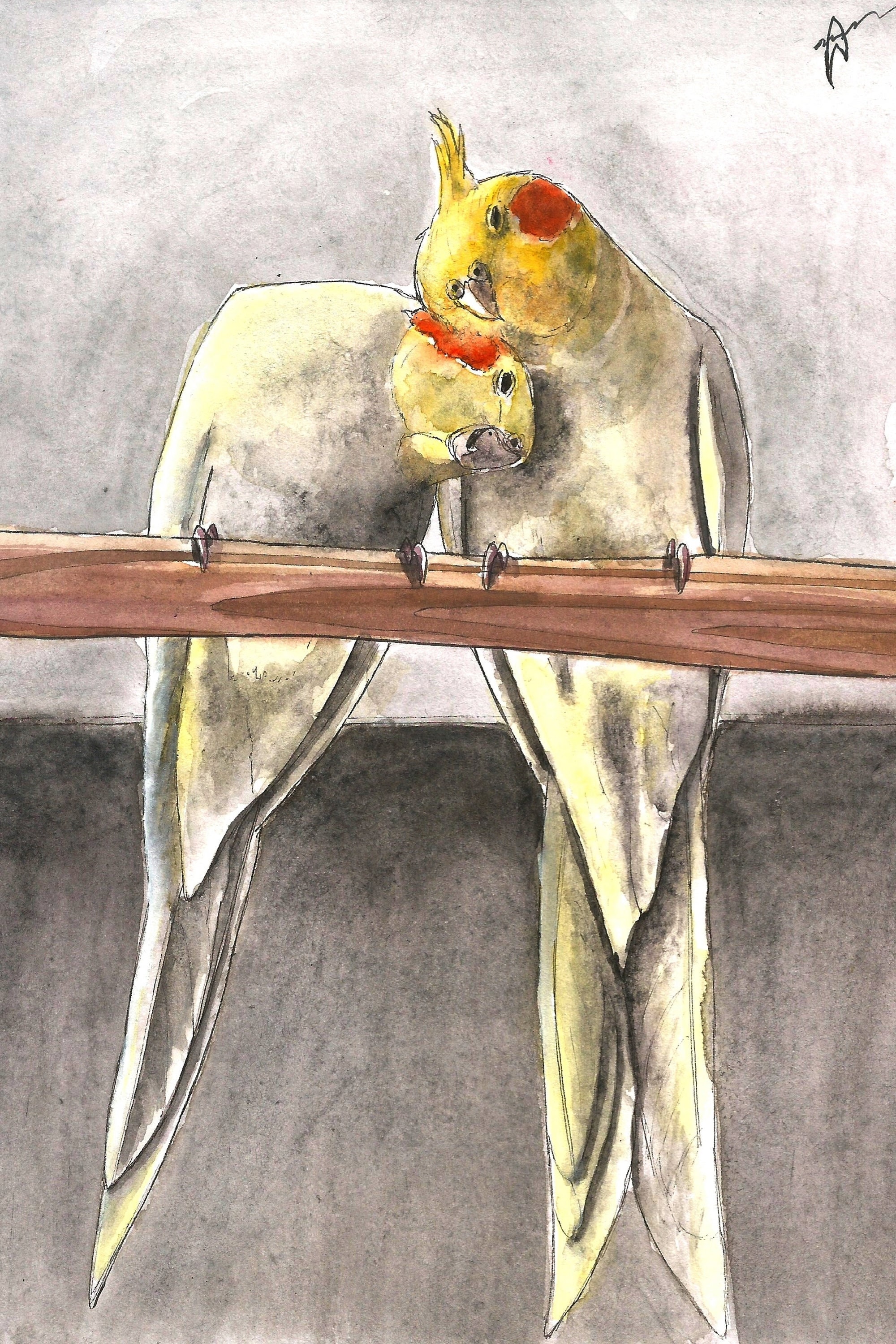 Pair of Nymphic Parakeets - Etsy