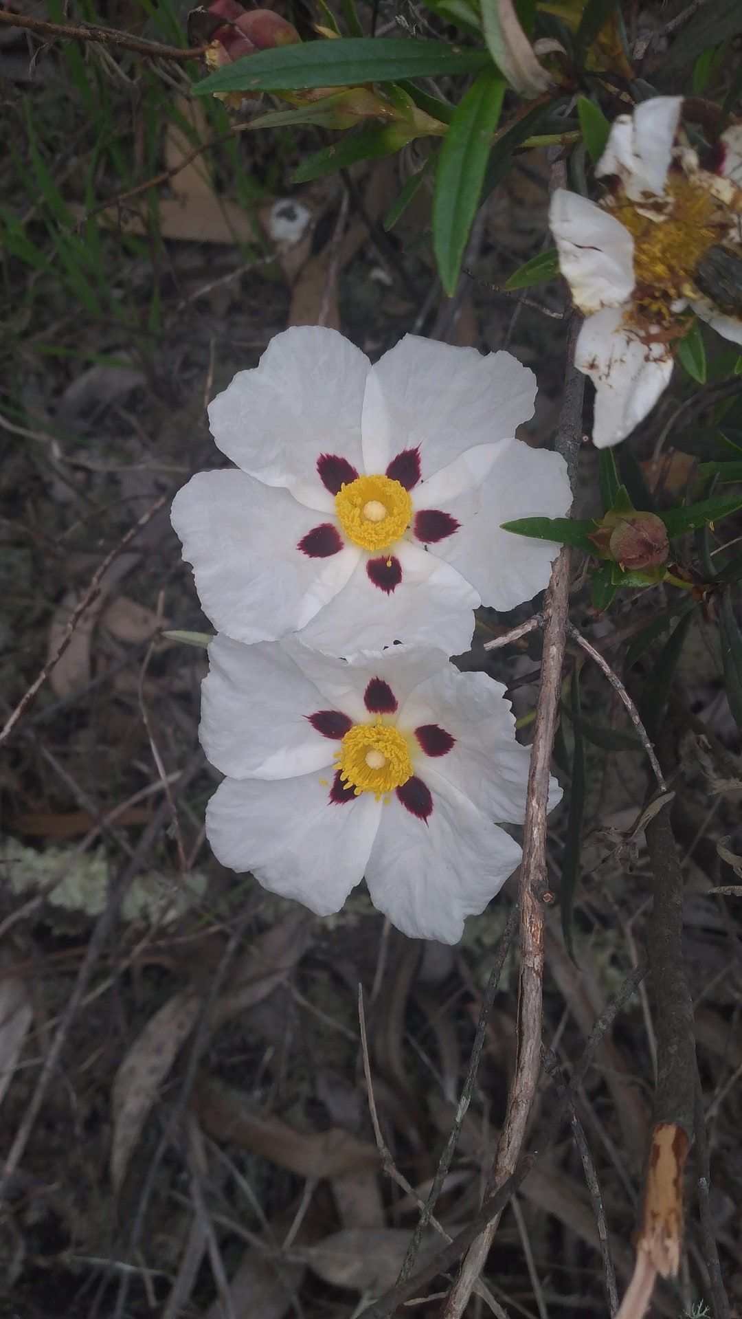 LABDANUM RESIN Pure Plant Extract Raw Material for Perfume, Incense and ...