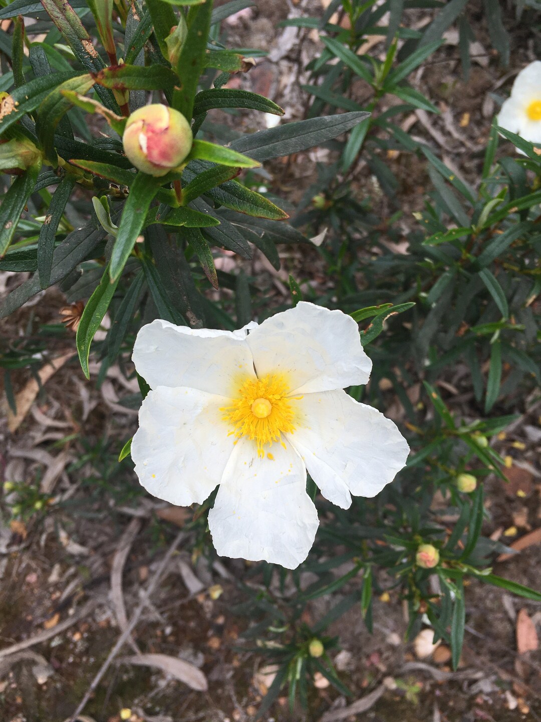 LABDANUM RESIN Pure Plant Extract Raw Material for - Etsy UK