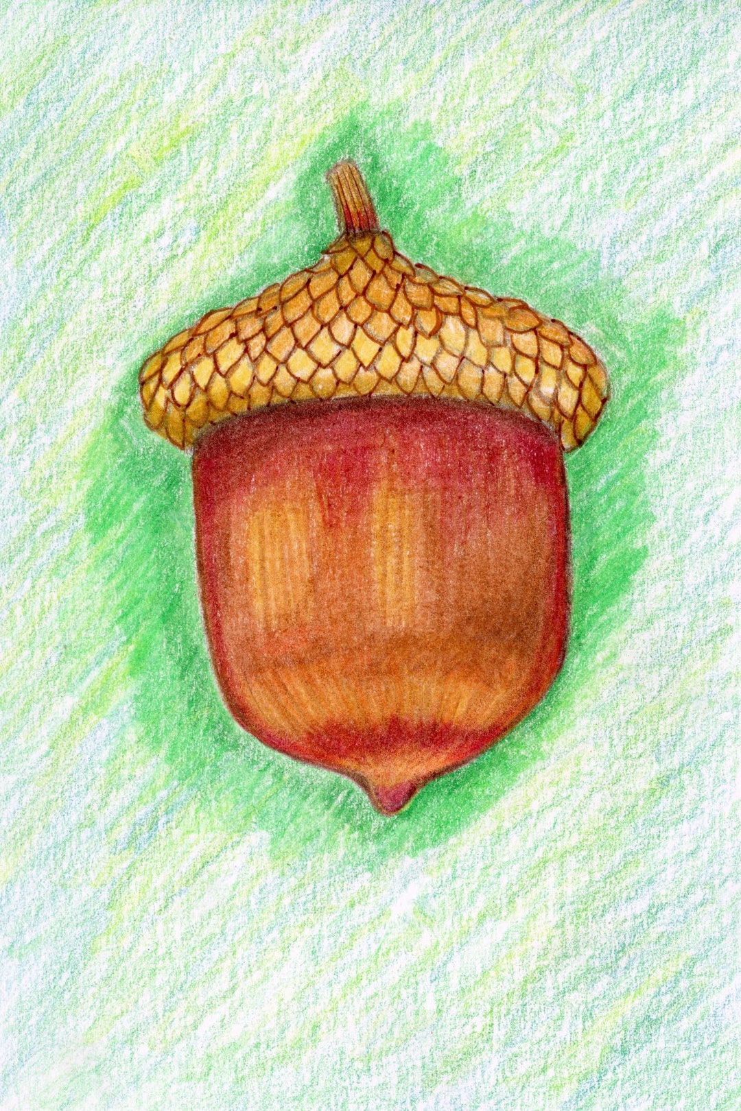 Acorn Print, Acorn Drawing, Acorn Art - Etsy