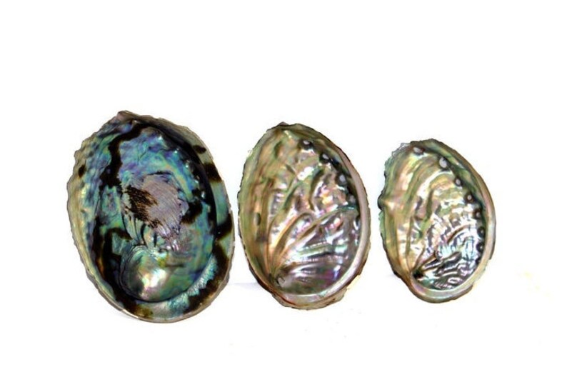 Polished Abalone Shells Three Sizes Inch, 3- 4- 5", Inch Smudging Bowl ...