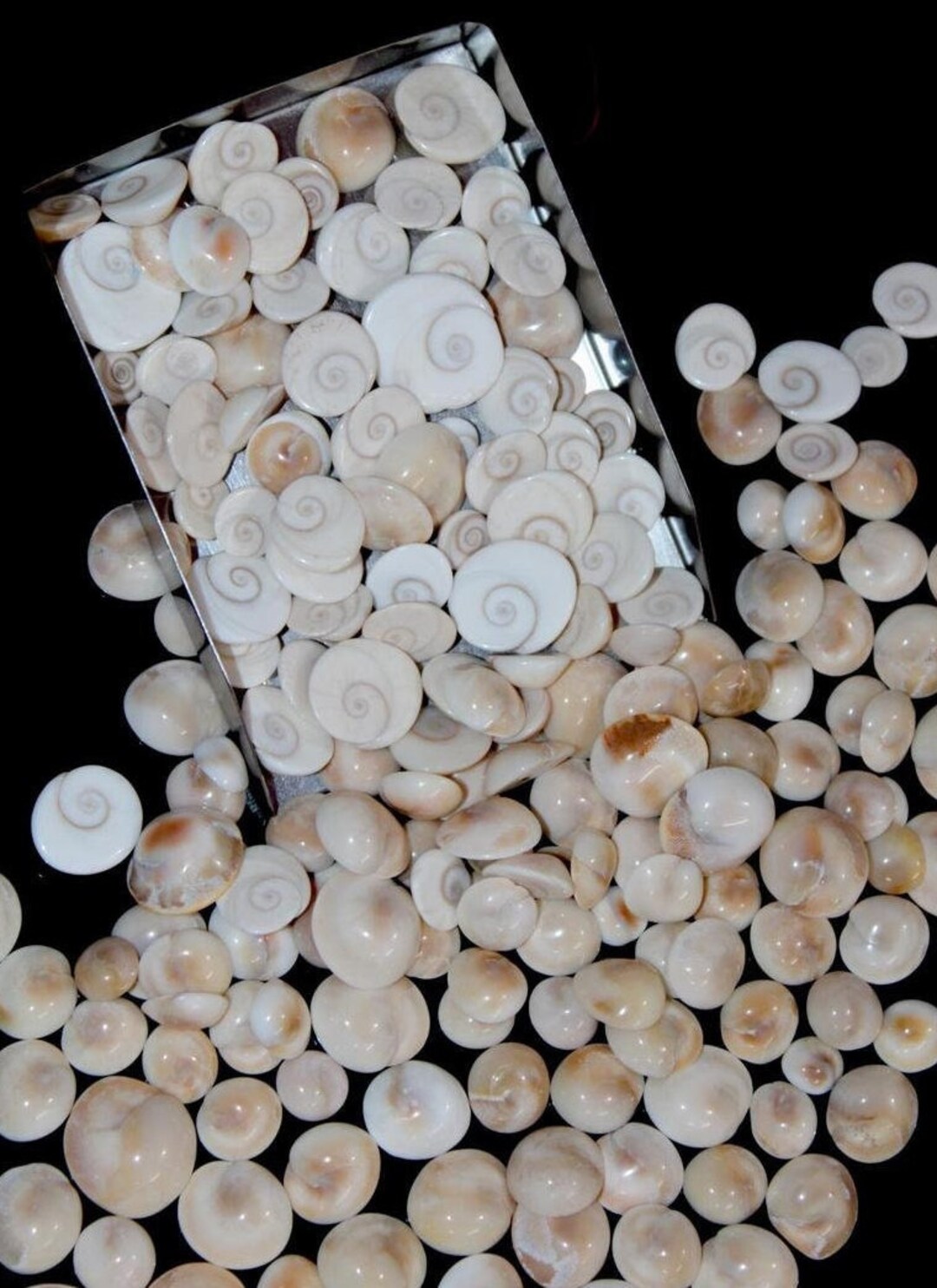 Shiva Lot-natural Shiva Lot Eye Shell Wholesale Lot Gemstone-natural ...