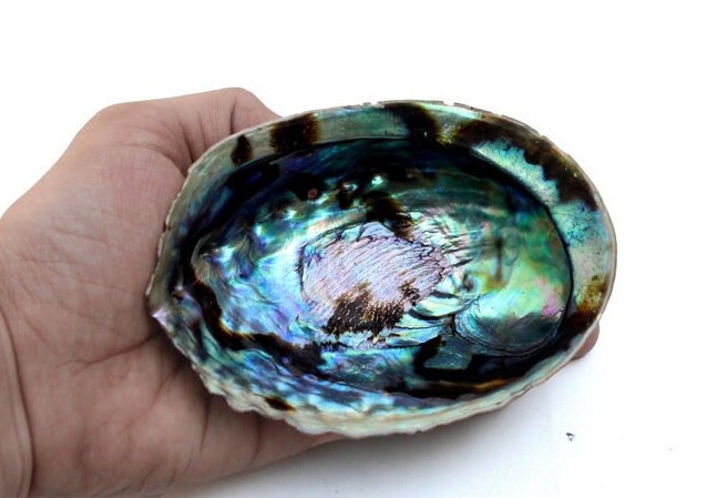 Polished Abalone Shells Three Sizes Inch, 3 4 5, Inch Smudging Bowl ...