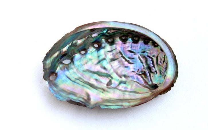 Polished Abalone Shells Three Sizes Inch, 3- 4- 5", Inch Smudging Bowl ...