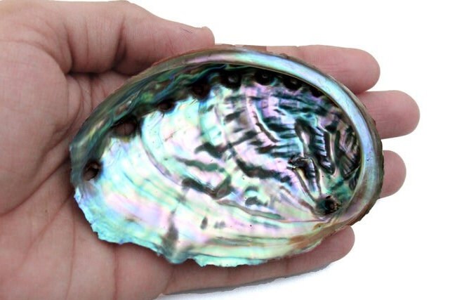 Polished Abalone Shells Three Sizes Inch, 3- 4- 5", Inch Smudging Bowl ...