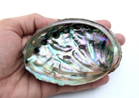 Polished Abalone Shells Three Sizes Inch, 3 4 5, Inch Smudging Bowl ...