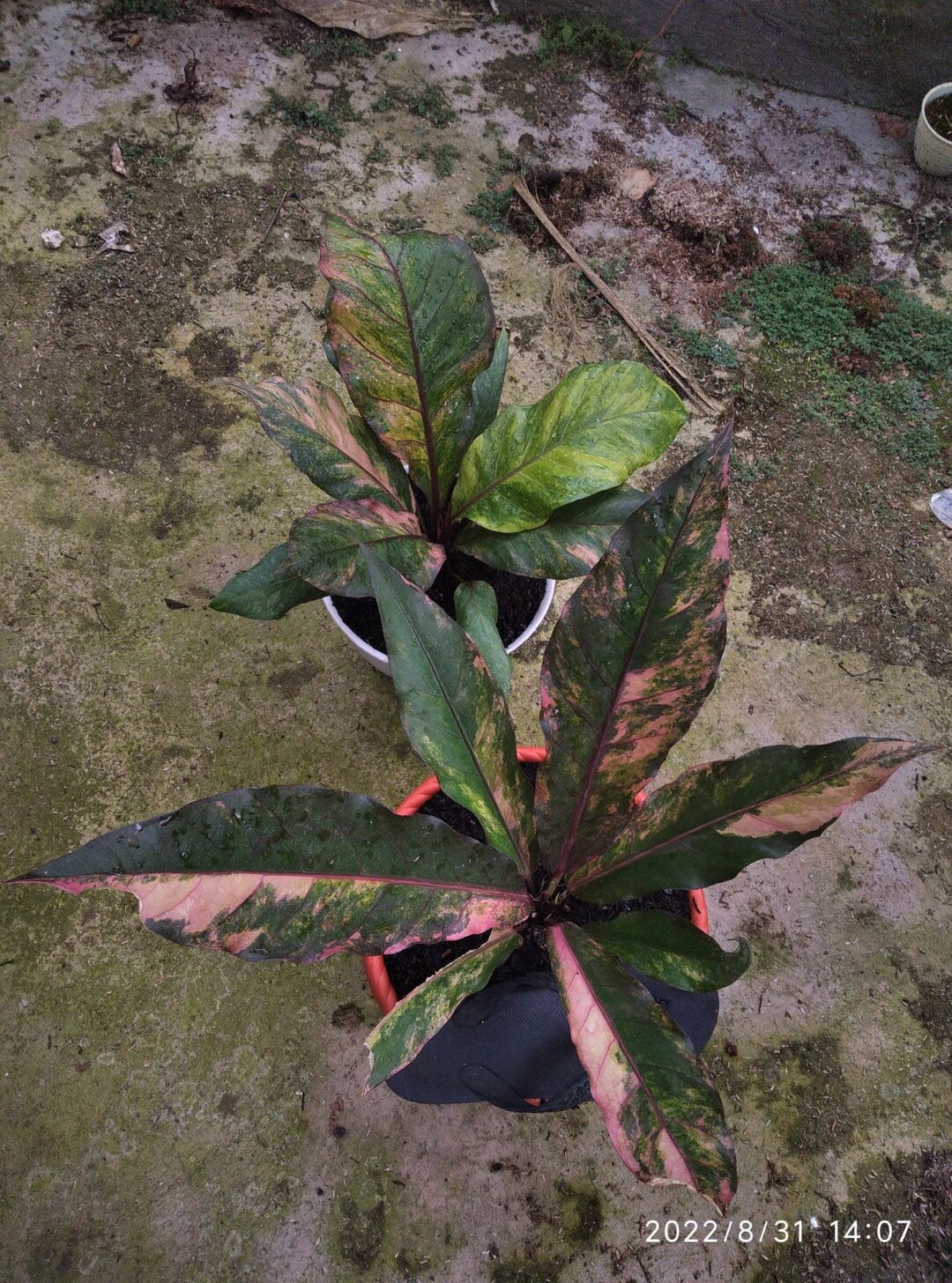 Anthurium Hookeri Pink Variegated Aroid Variegated - Etsy