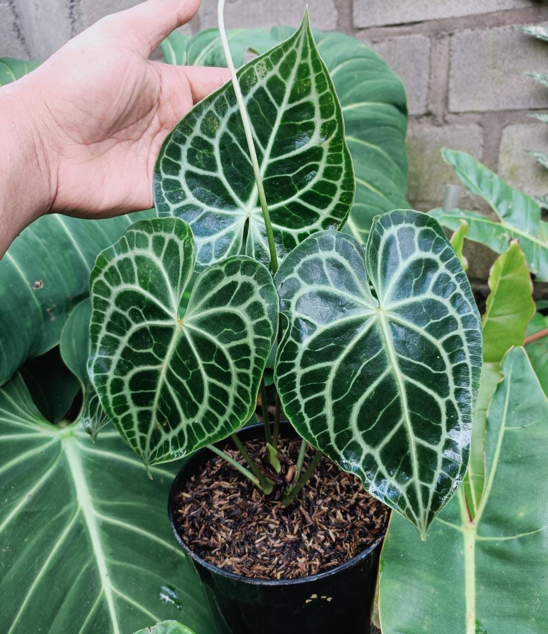 Anthurium Clarinervium Aroid Variegated Houseplants Plant - Etsy
