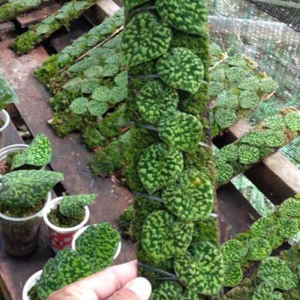 Snake Scale Plants - Etsy