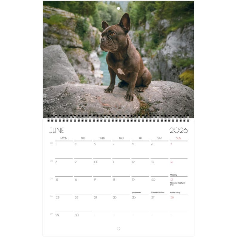 2026 French Bulldog Calendar Cute Frenchie Dog Photos 8x11 Wall ...