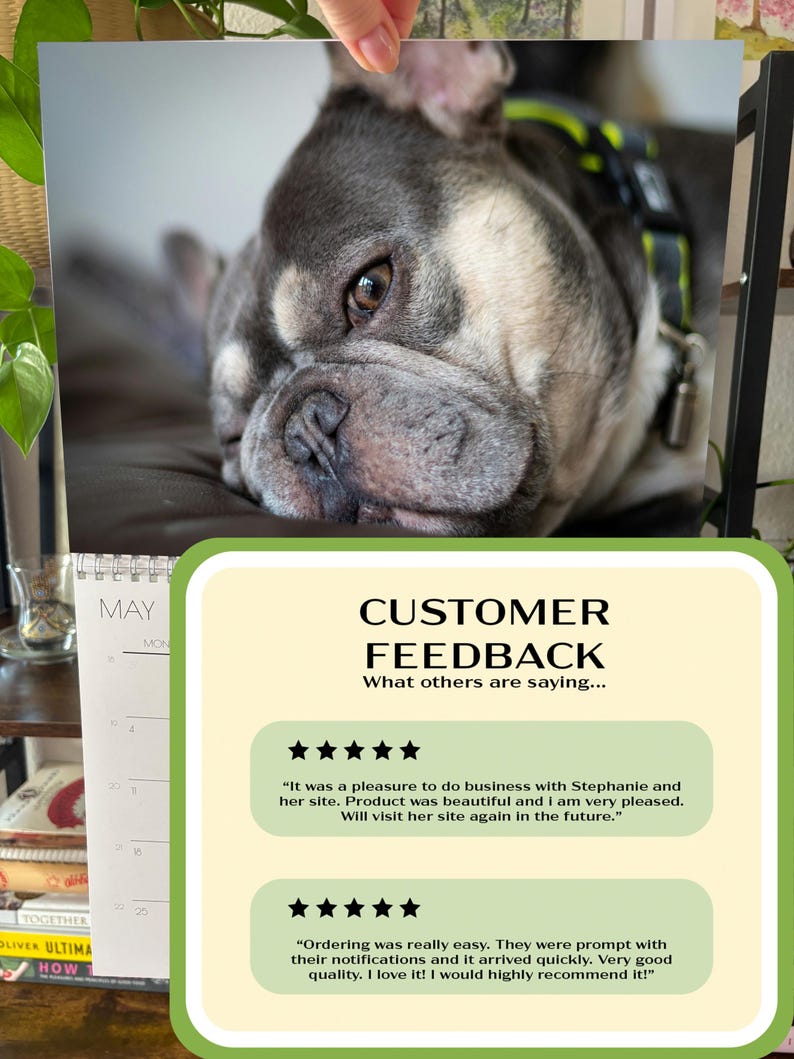 2026 French Bulldog Calendar Cute Frenchie Dog Photos 8x11 Wall ...