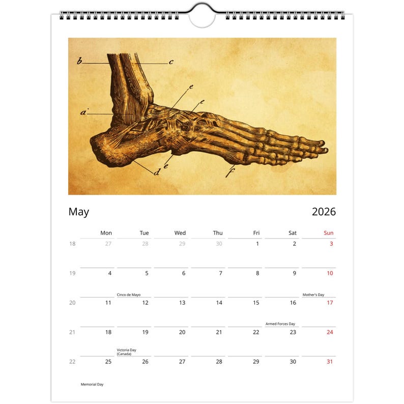 2026 Anatomy Wall Calendar Vintage Medical Illustration Eco-friendly ...