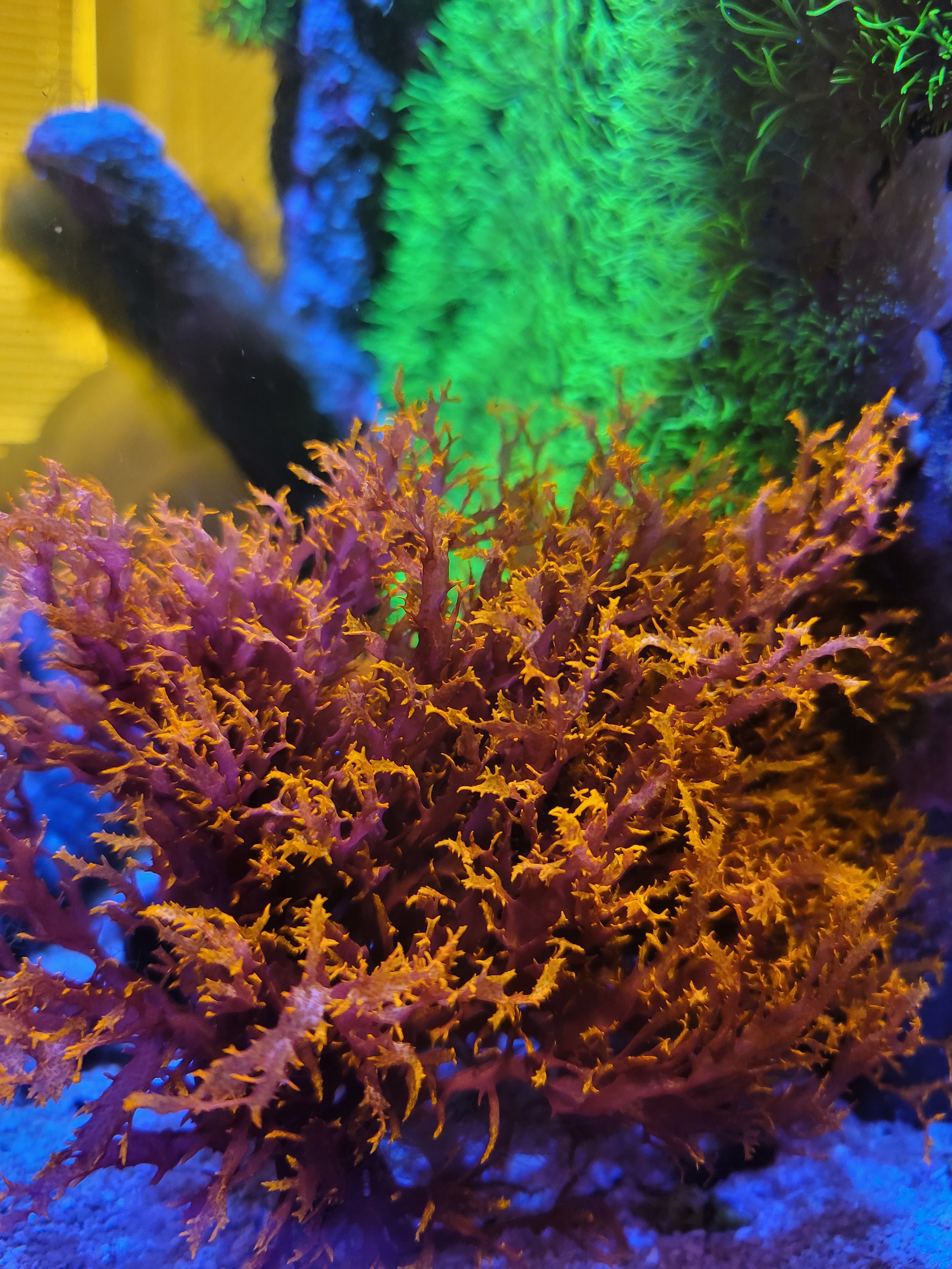 Flame-tippeddragon's Breath Macro Algae, Aquacultured - Etsy