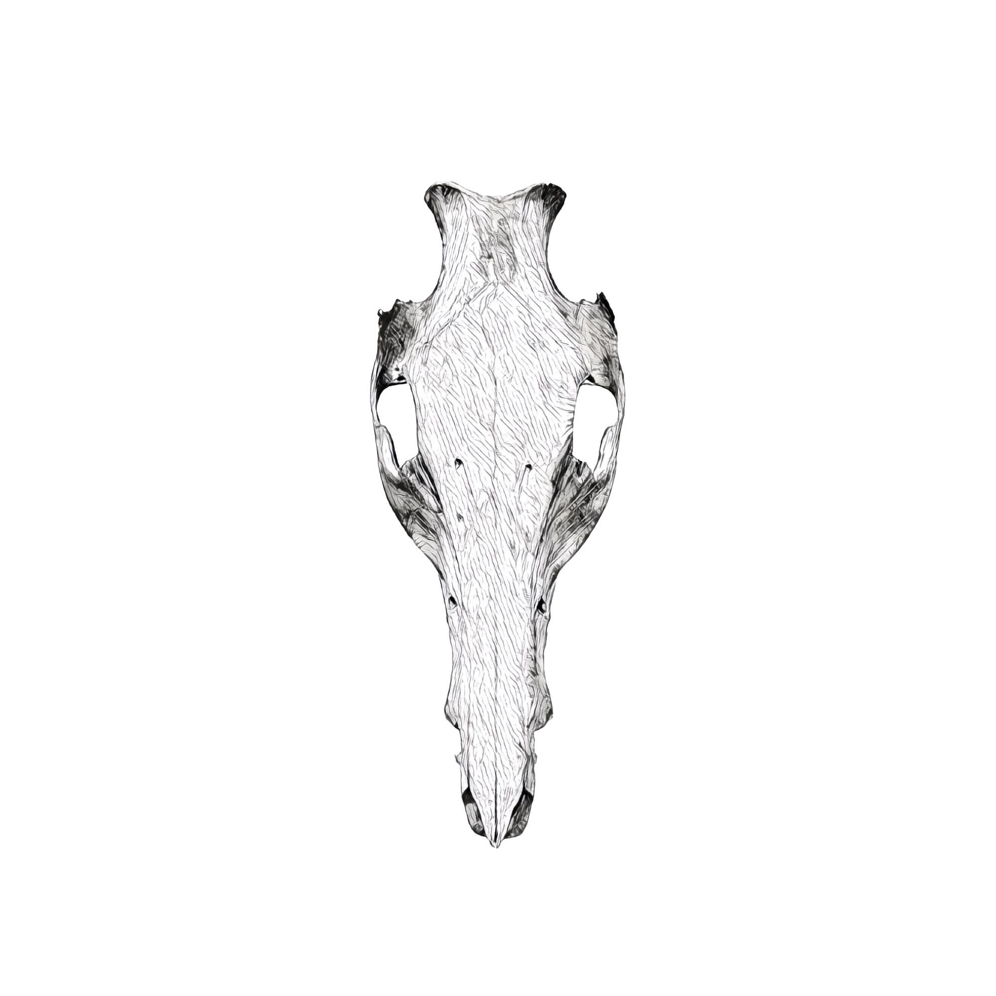 Boar Skull Drawing