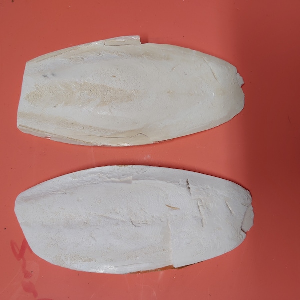 Cuttlefish Casting - Etsy