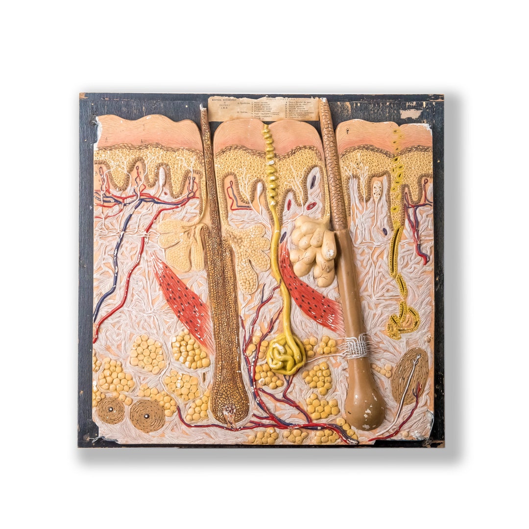 Antique Anatomical/ Skin Anatomy/ Retro Educational Wall Art/ Medical ...