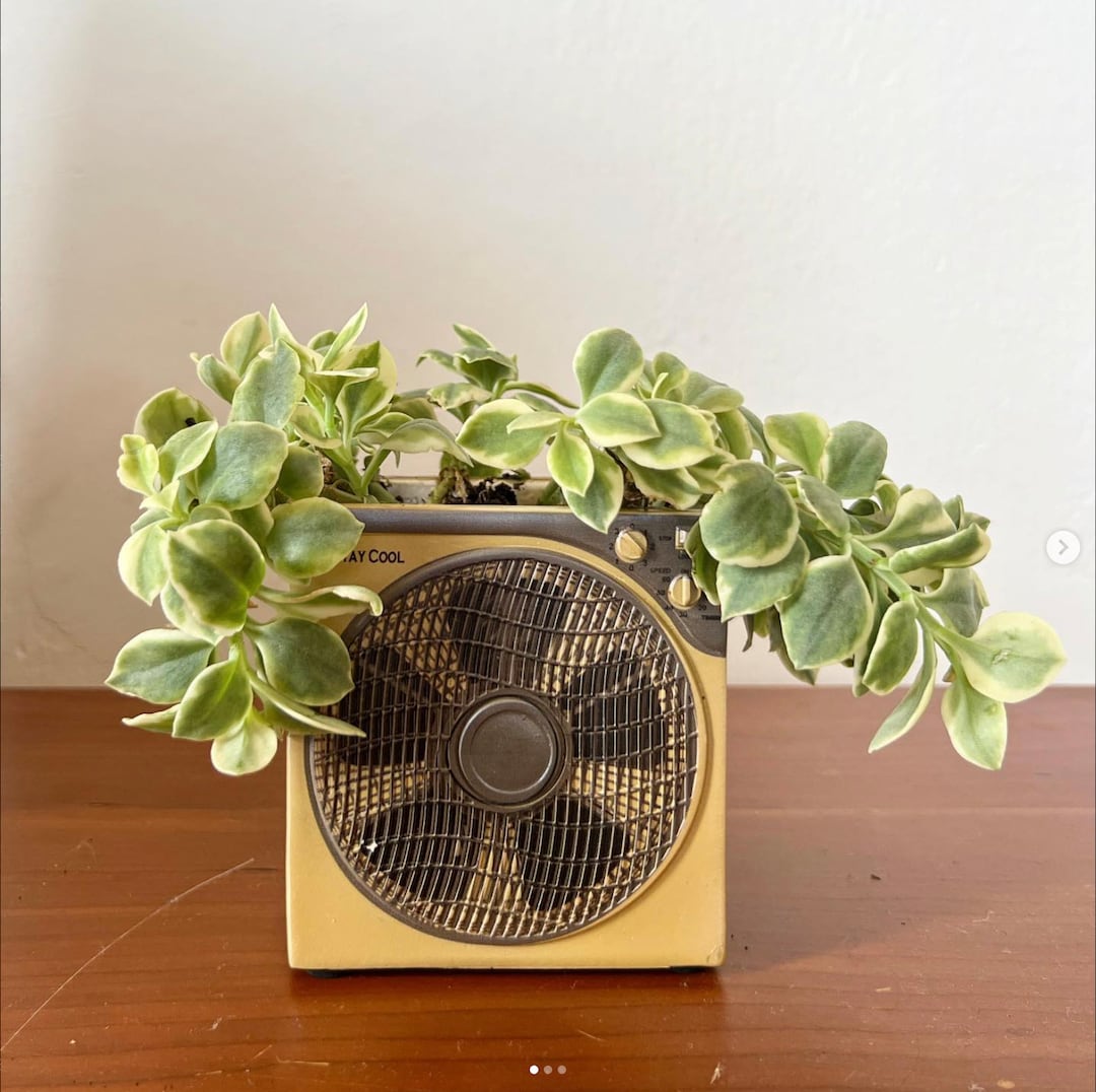 Vintage Fan Planter Succulent Planter Perfect Gift for Her - Etsy