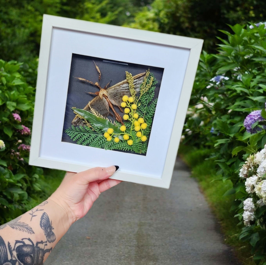 Tiny Taxidermy Australian Native Stick Insect Frame - Etsy