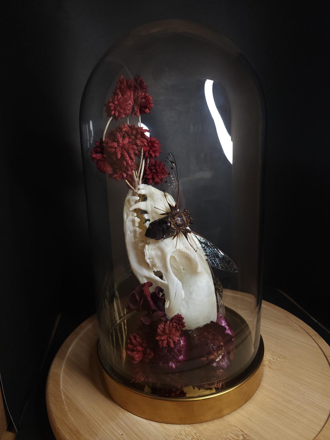 Taxidermy Fox Skull With Cicadas and Nymph Oddity Dome Display - Etsy ...