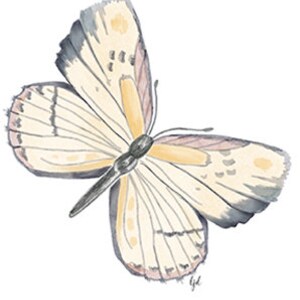 Butterfly Notecards | Blank Inside | Original Art | Greeting Card | Set ...