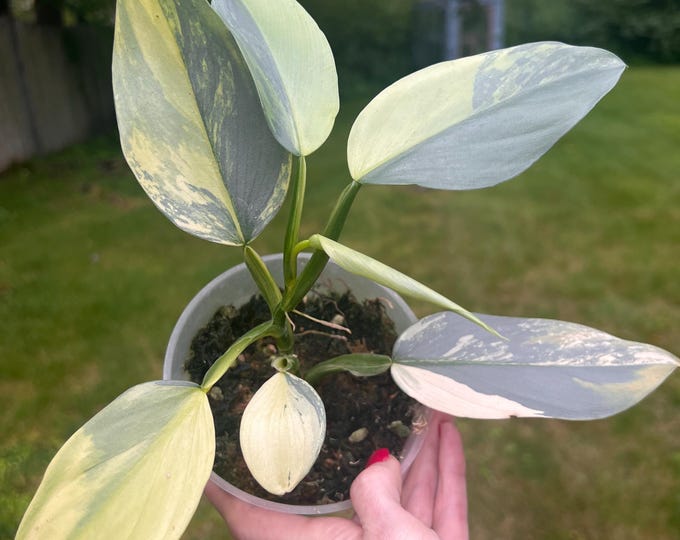 Variegated Philodendron Silver Sword Full Plant - Etsy