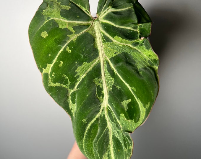 Philodendron Snow Leopard Gloriosum - Etsy Philodendron Snow Leopard Gloriosum - Etsy