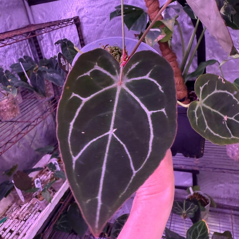 RootedRaritiesLLC - Etsy