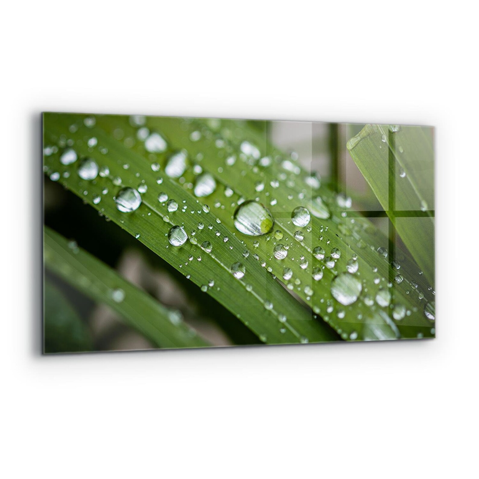 Drops of Dew on the Grass Green Splashback, Kitchen Decor, High Quality ...