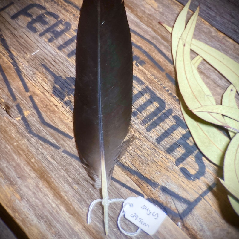 Real Eagle Feathers - Etsy