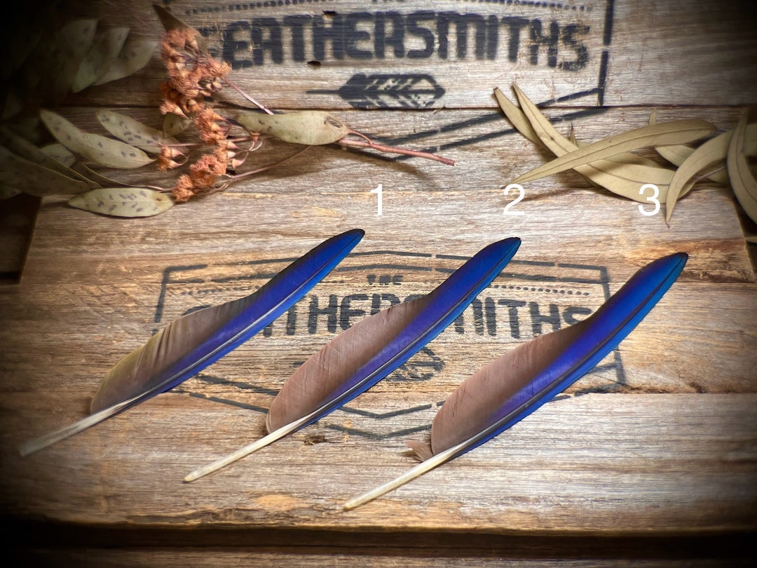 Ethical Green Winged Macaw Feathers Real Country Wedding Feathers Boho ...