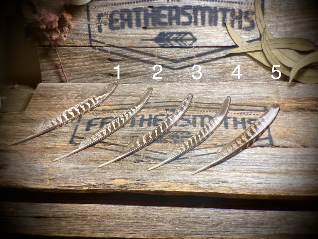 Long White and Beige Reeves Pheasant Tail Feather Bohemian Feather ...