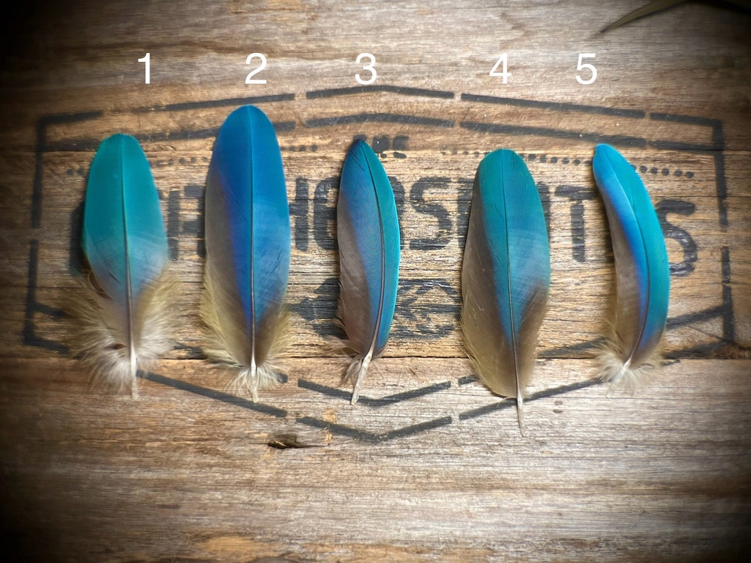 Assorted Macaw Parrot Feathers - Ethical Australian Feathers - Boho ...