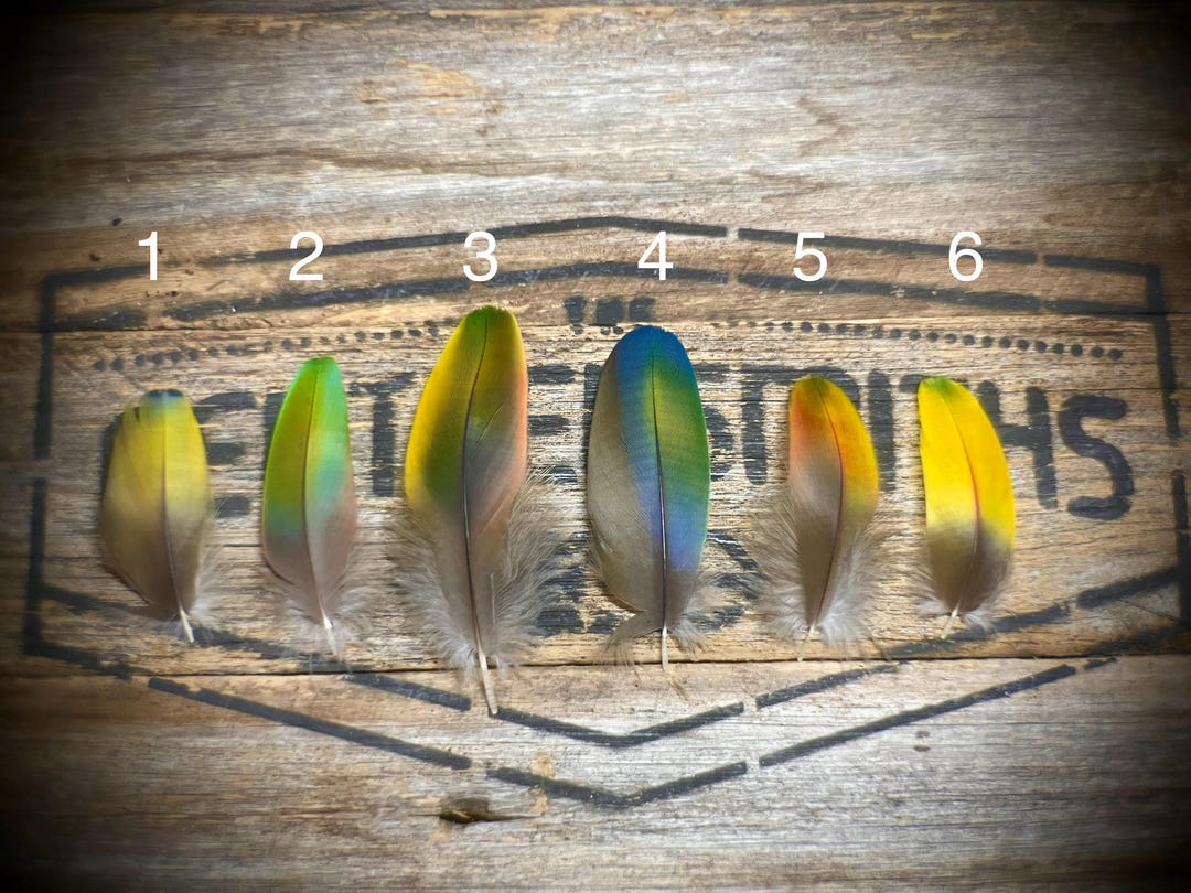 Real Scarlet Macaw Parrot Feathers - Ethical Australian Feathers - Boho ...
