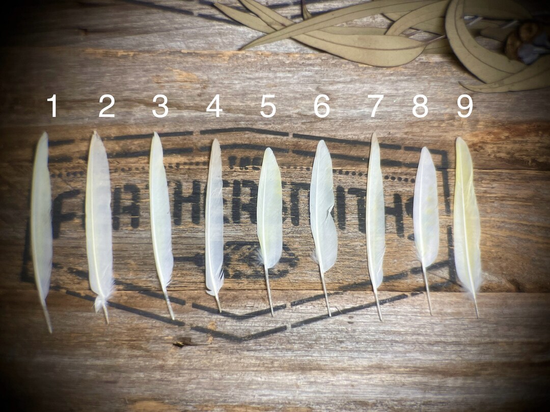 Real Australian Cockatiel Feathers - Ethical Boho Wedding Feathers ...