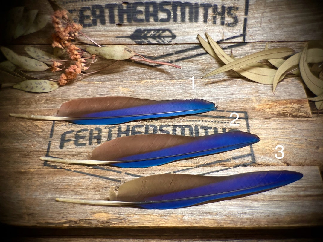 Ethical Green Winged Macaw Feathers Real Country Wedding Feathers Boho ...