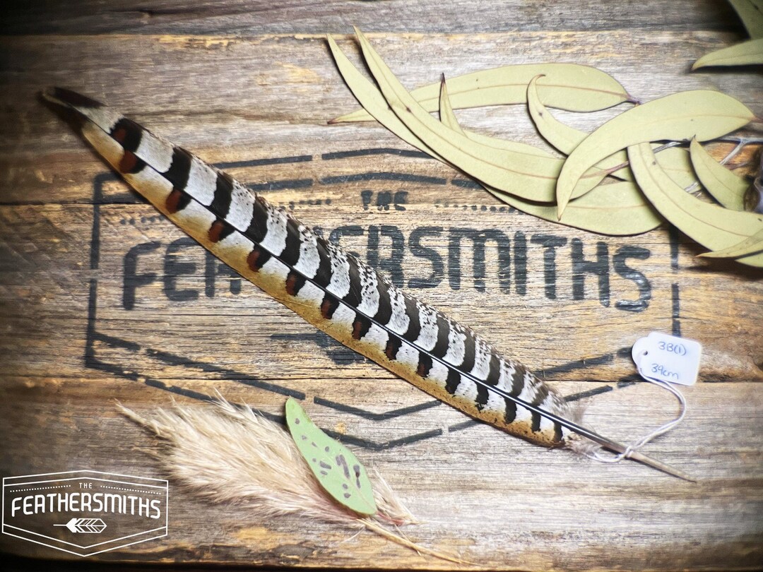 Long White Black and Beige Reeves Pheasant Tail Feather - Etsy