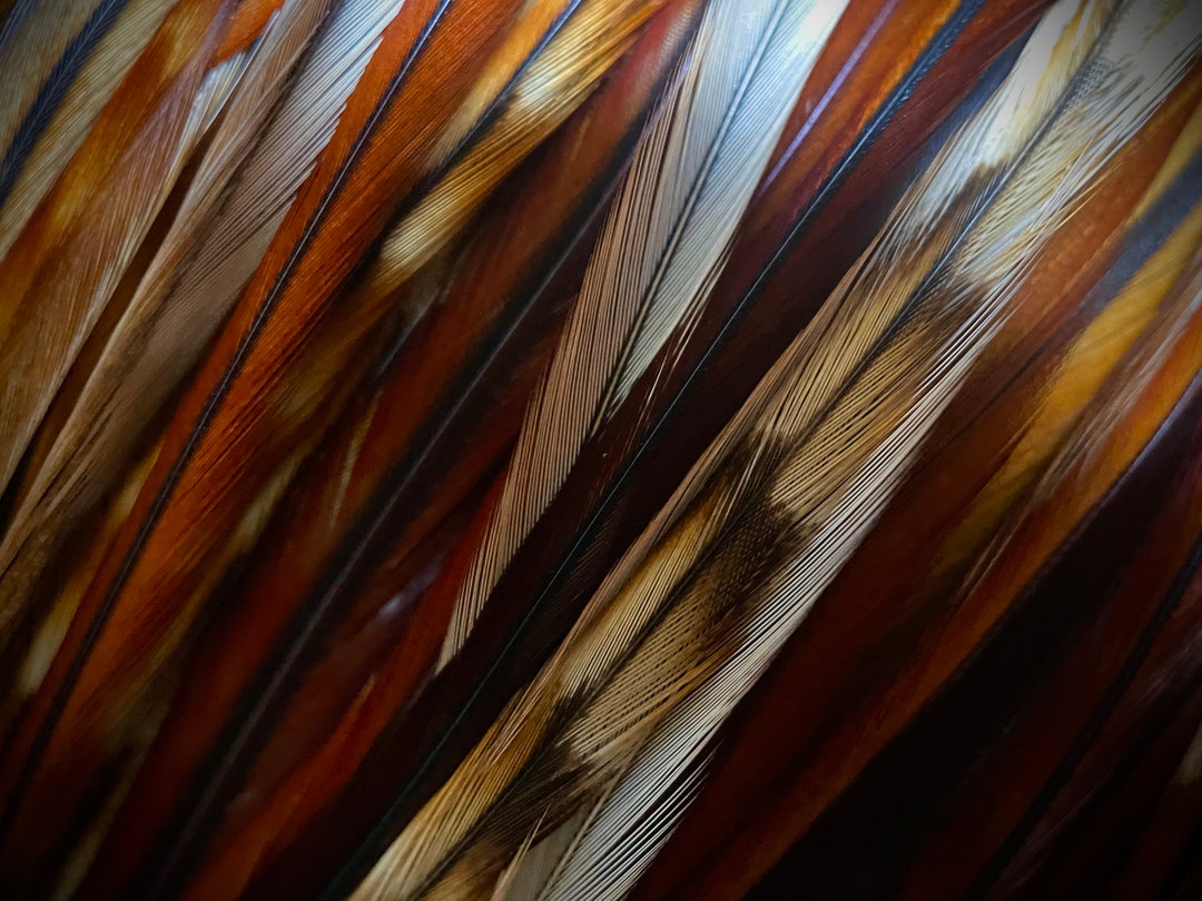 Dark Ginger Saddle Rooster Feathers Feather Hair Extensions - Etsy ...