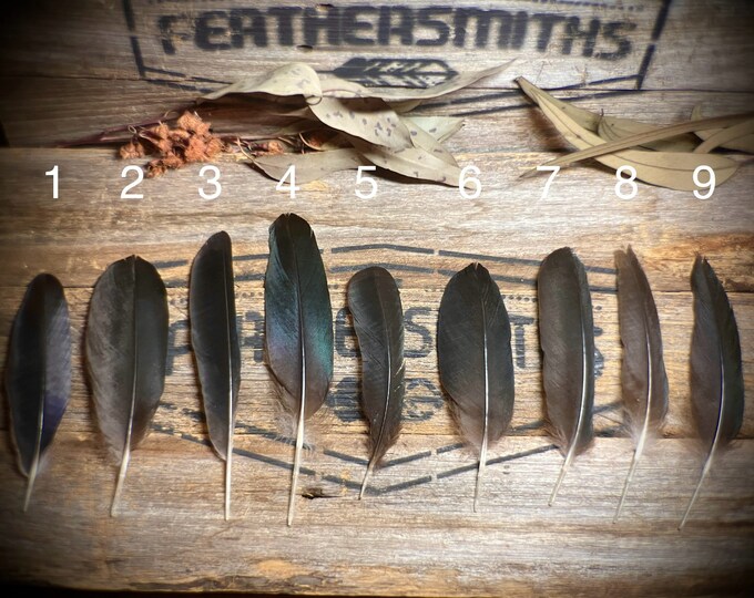 Moscovy Duck Feathers - Ethical Australian Feathers - Boho Wedding ...