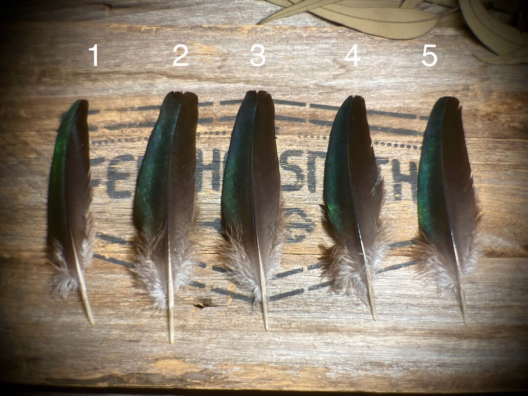 Ethical Peacock Feathers - Australian Smudging Feathers - Boho Festival ...