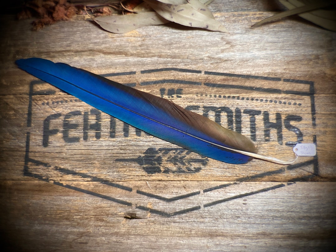 Ethical Greenwing Macaw Feather - Ethical Smudging Feathers - Real ...