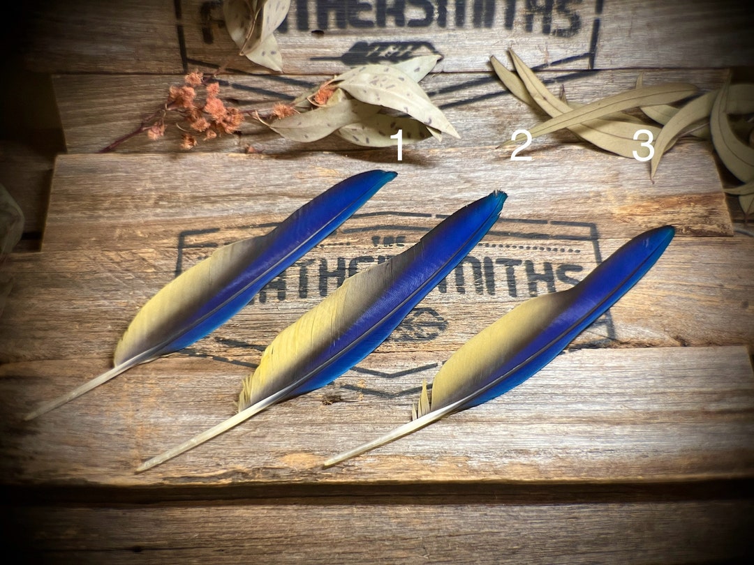 Ethical Blue and Gold Macaw Feathers - Real Parrot Feathers - Boho ...