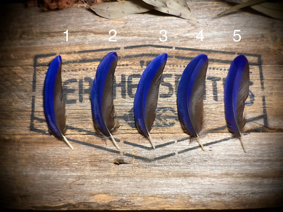 Hyacinth Parrot Feathers - Ethical Australian Feathers - Macaw Smudging ...