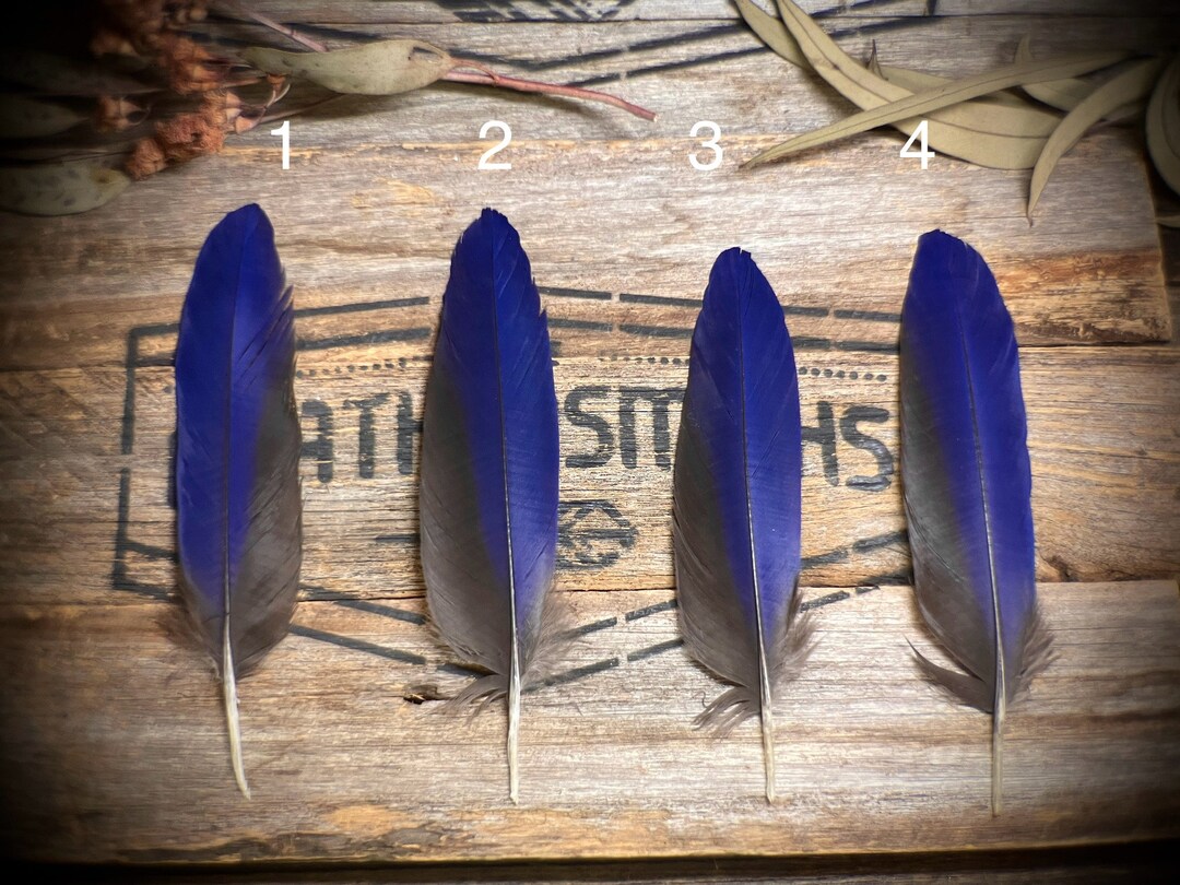 Rare Hyacinth Parrot Feathers Ethical Parrot Feathers Boho Feather Home ...