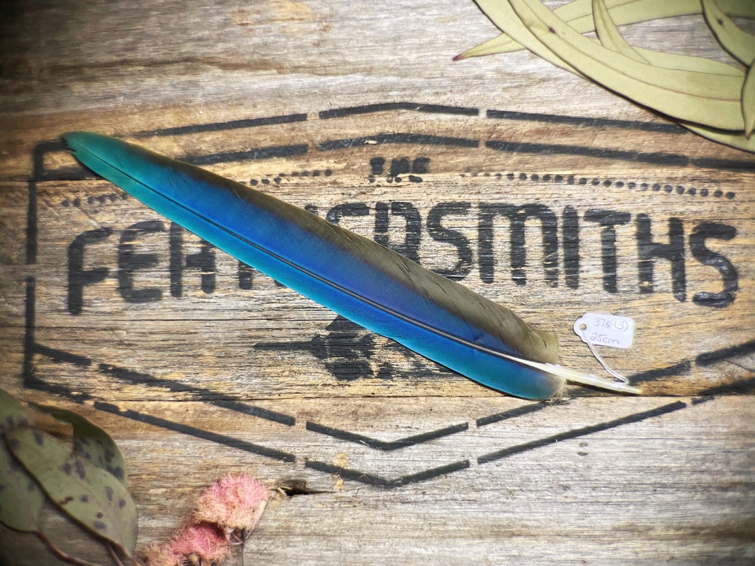 Rare Assorted Macaw Feathers - Real Ethical Australian Feather - Boho ...