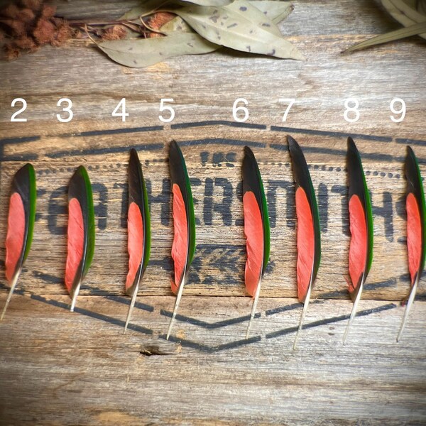 Feather Decor - Etsy