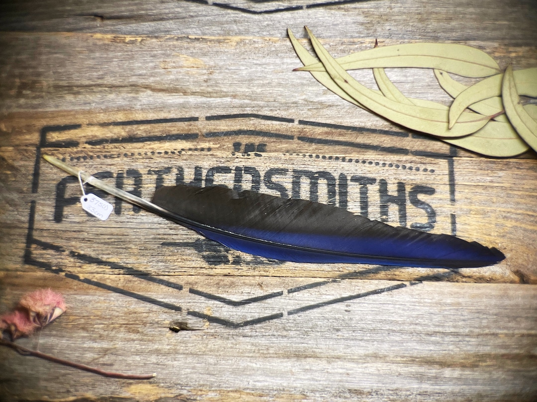 Rare Hyacinth Macaw Feathers - Boho Feather Home Decor - Ethical ...