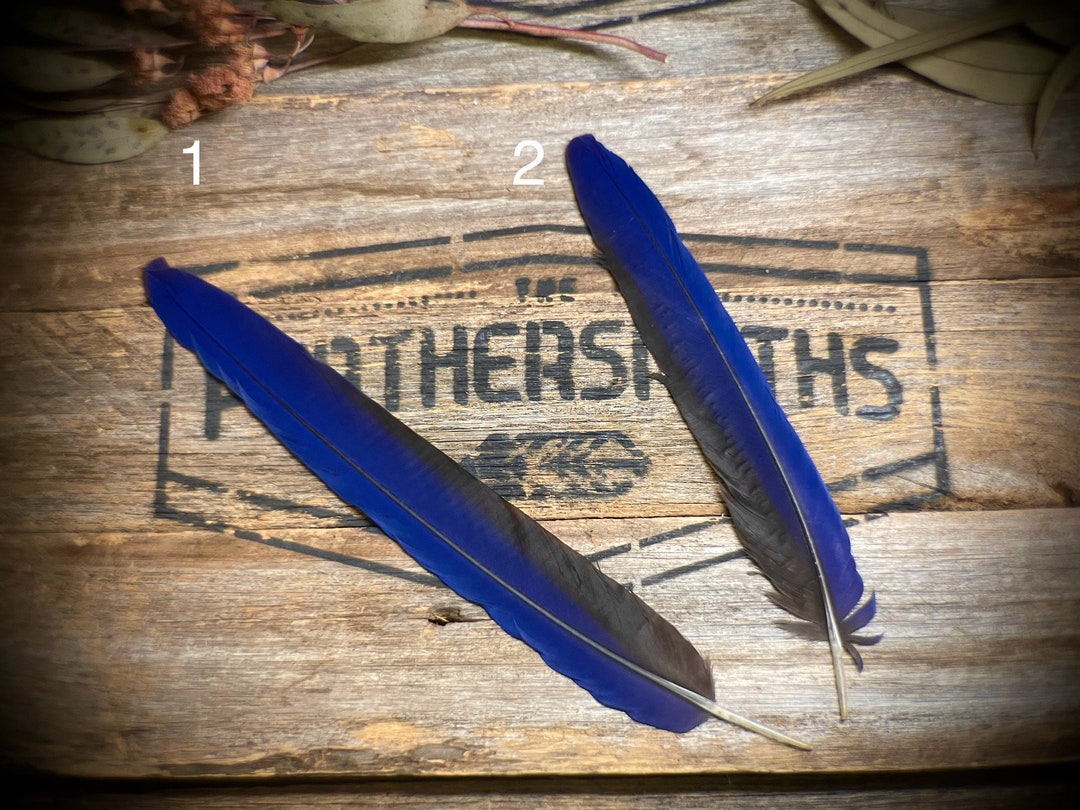 Rare Blue Cobalt Hyacinth Macaw Tail Feathers Long Rare Macaw Feathers ...