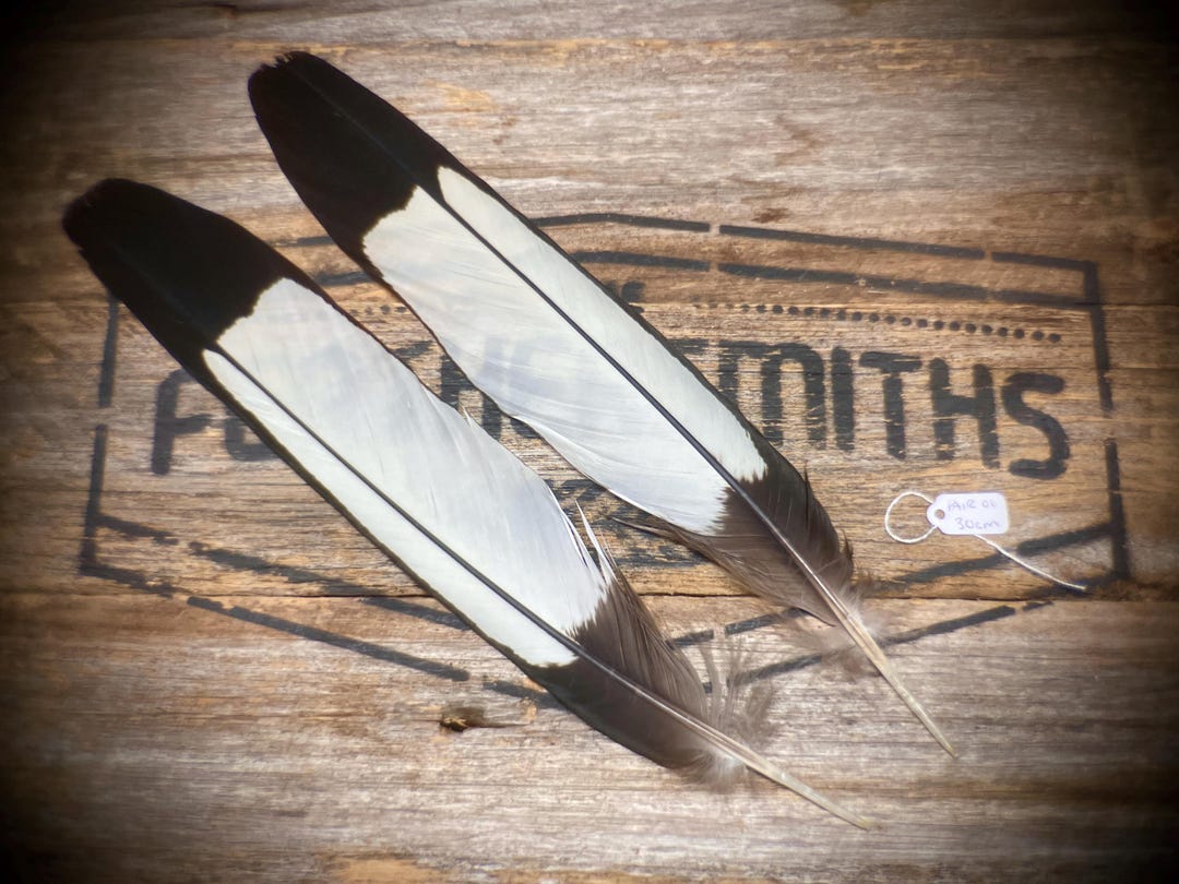 Ethical White and Black Cockatoo Feathers - Smudging Feathers - Boho ...