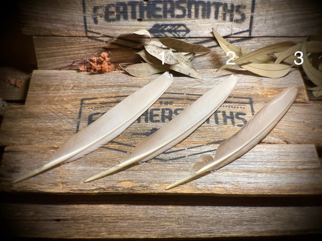 Ethical Silver Peacock Feathers - Australian Smudging Feathers ...