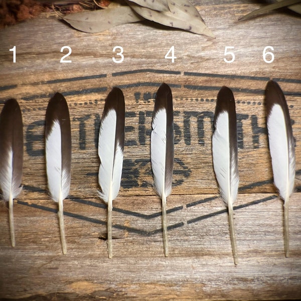 Swan Feathers - Etsy